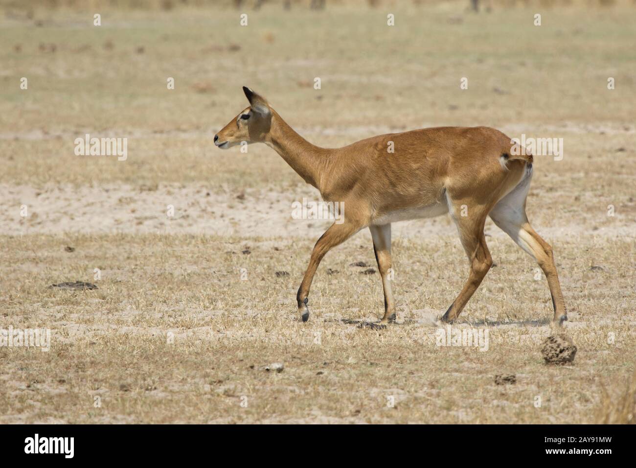 female WATERBUCK walking along the sandy savannah along the shore of ...