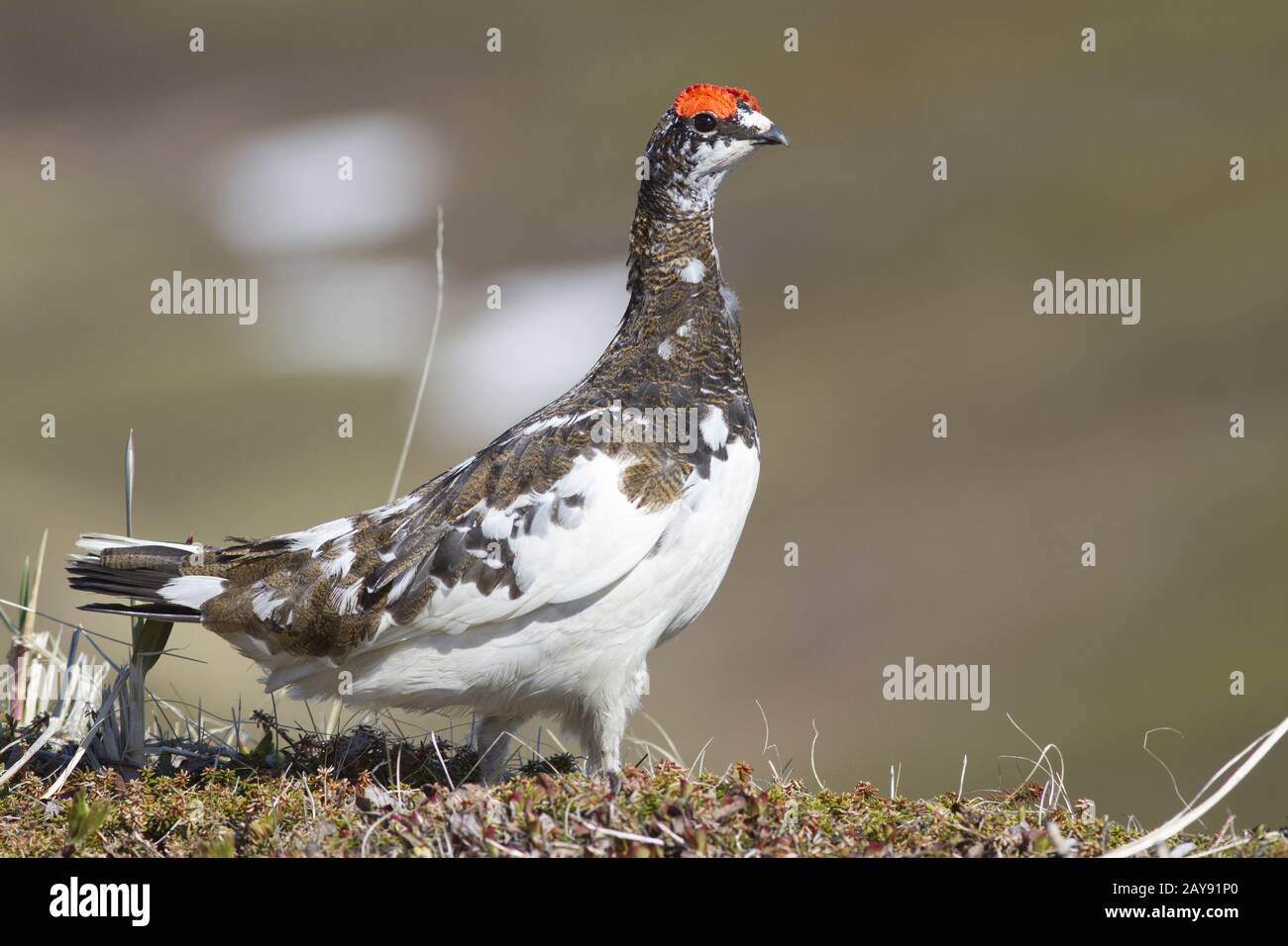 Rock Ptarmigan In The Tundra