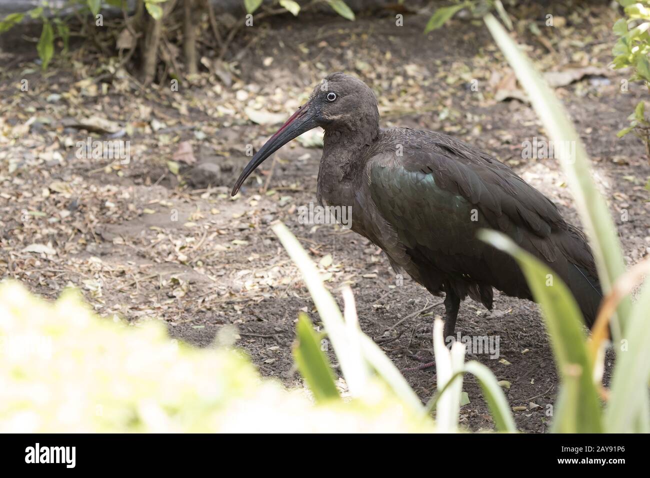 Ibis hotel kenya hi-res stock photography and images - Alamy