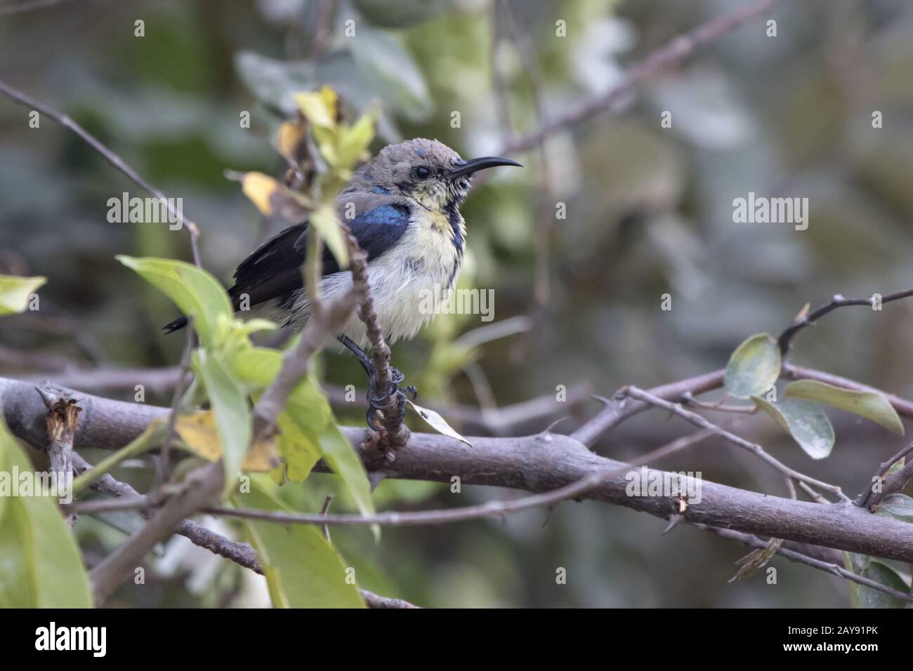 male in a non-brooding nectarian dress that sits on a tree branch on a ...