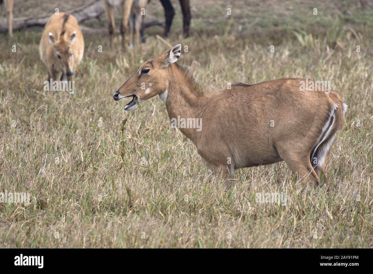 Indian blue bull hi-res stock photography and images - Alamy