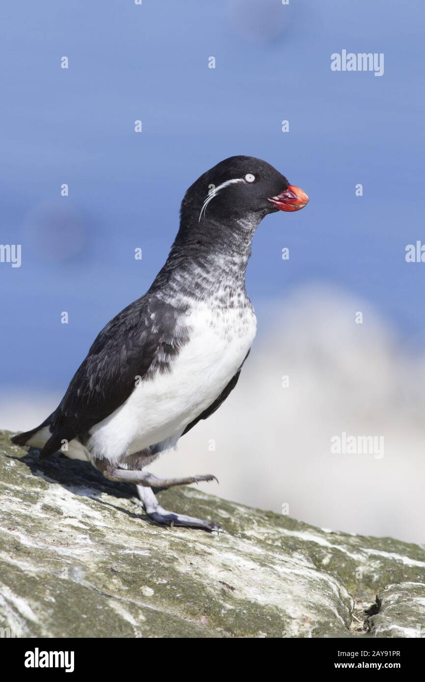 Parakeet auklet walking along the rocks in a colony of seabirds on a ...