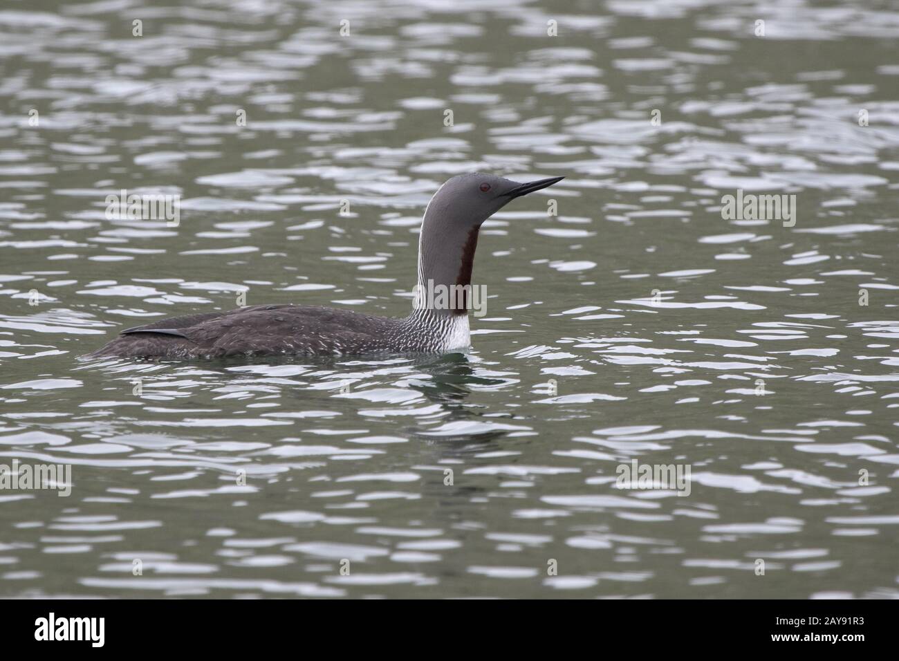 Red-throated diver sailing along the surface of the lake on the Copper ...