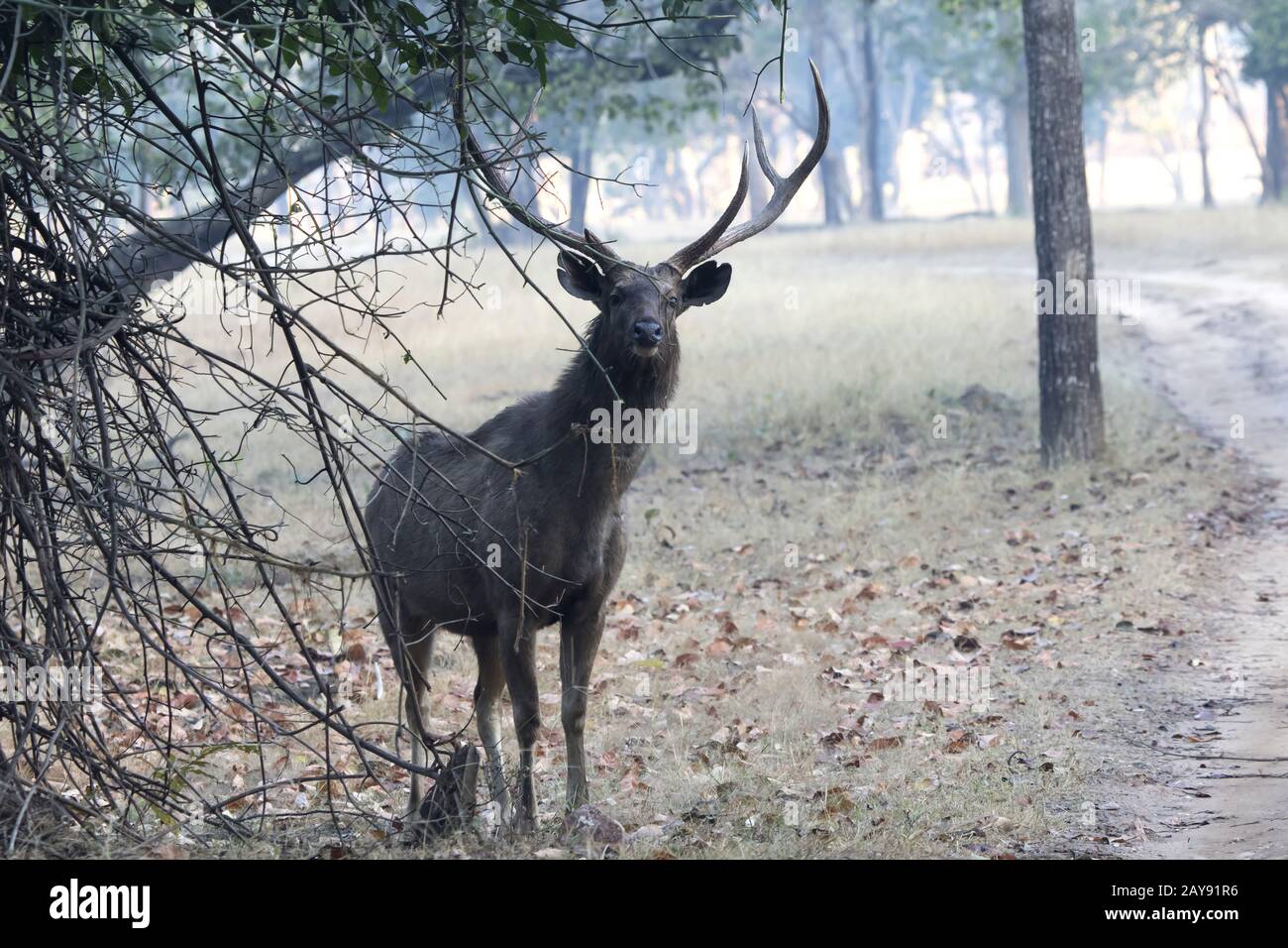 Male sambar deer hi-res stock photography and images - Alamy