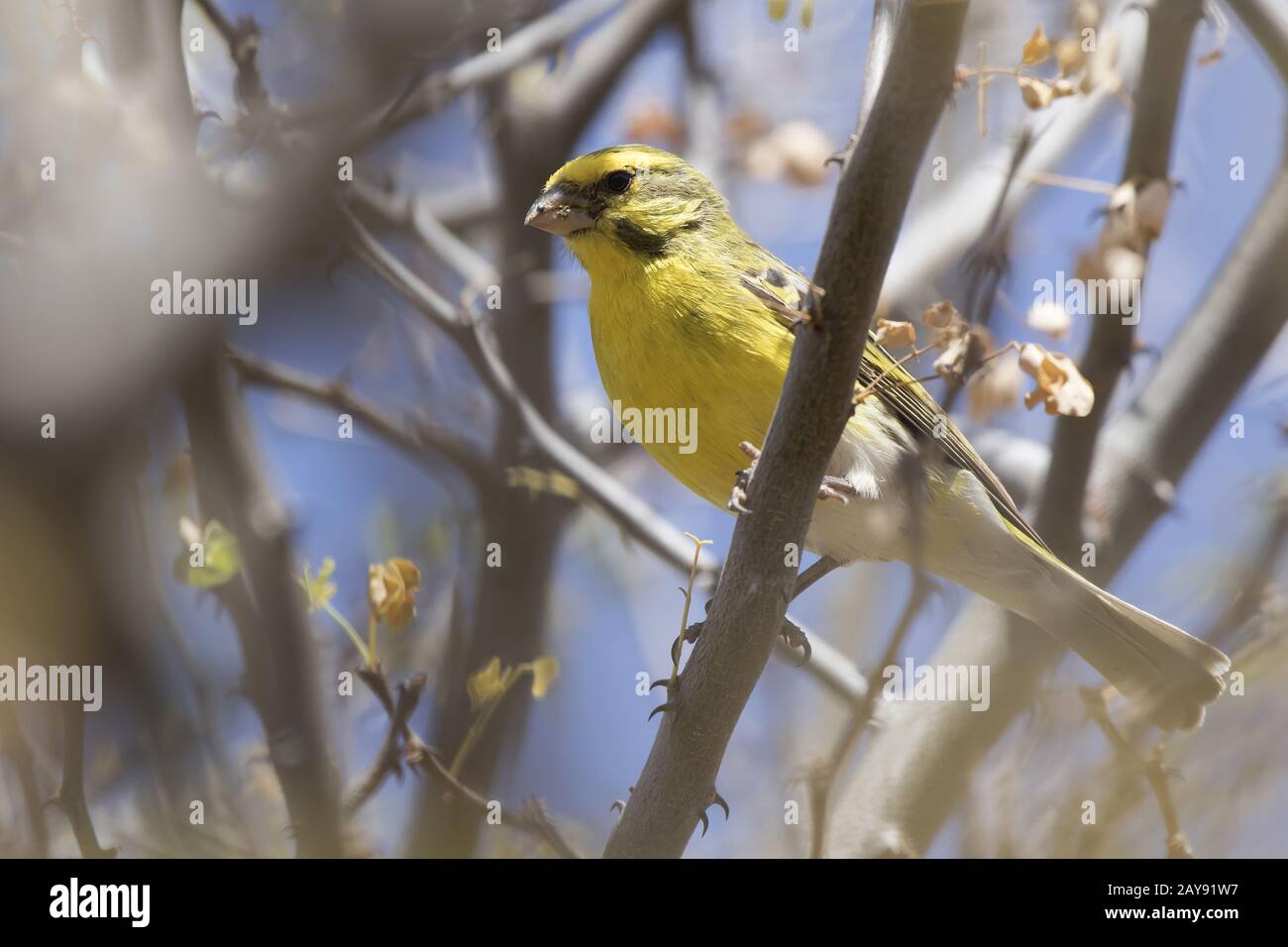 White bellied canary hi-res stock photography and images - Alamy