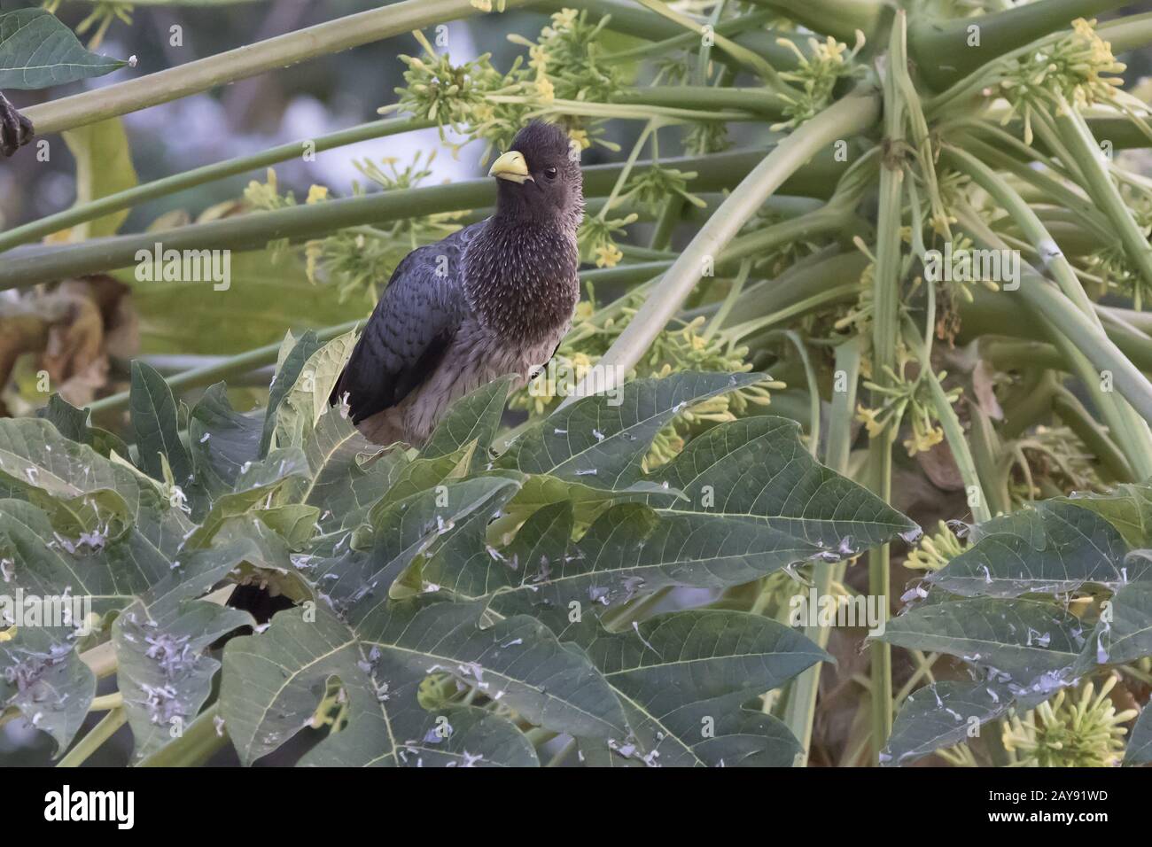 Eastern Grey Plantain-eater that sits among the large leaves on the top ...