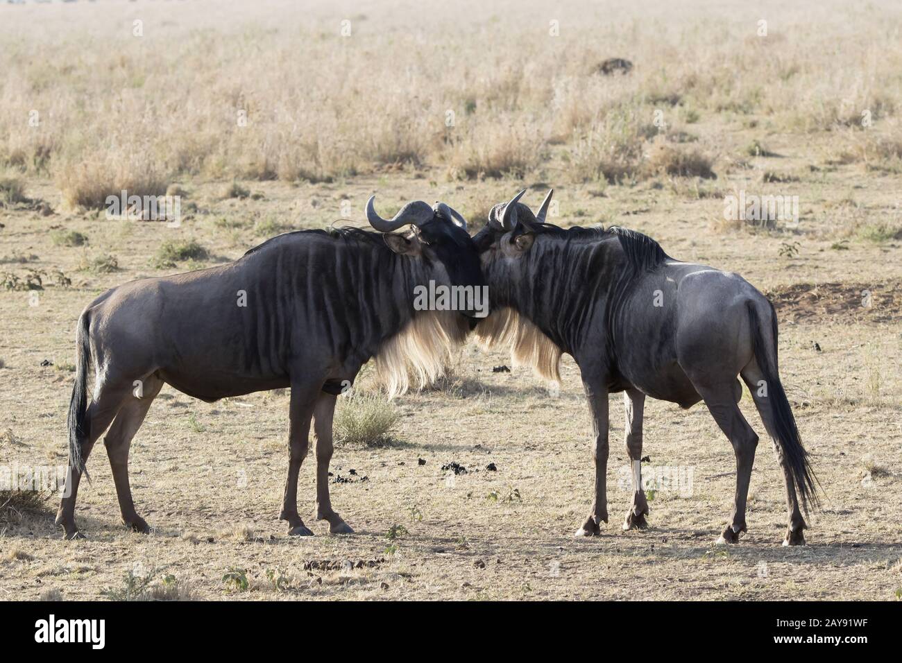 Two young male White bearded Wildebeest that stand muzzle to face in ...