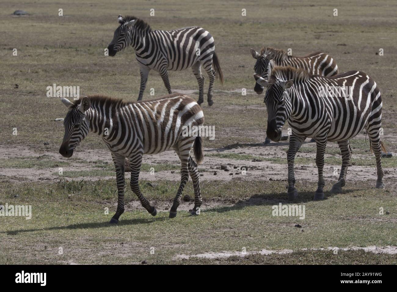 small herd of Plains Zebras that go along the African savanna in the ...