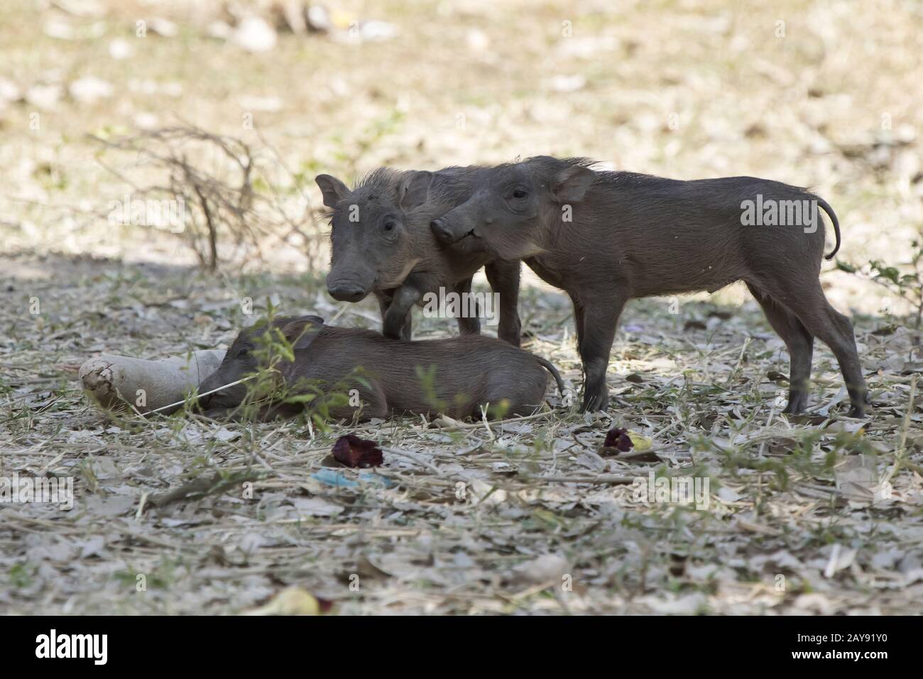 three young COMMON WARTHOG that rest on a hot day under the shade of ...