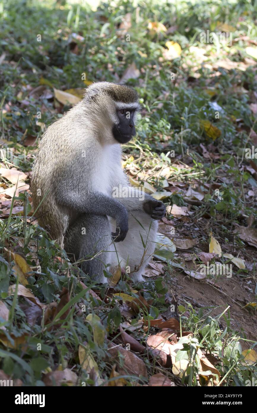 male Vervet Monkey that sits on an earthen mound under the canopy ...