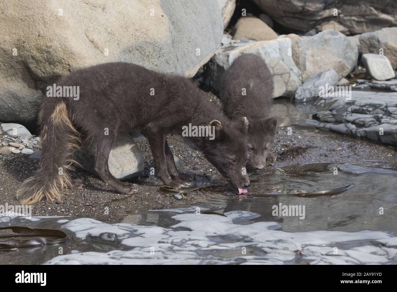 female and a pup Commanders blue arctic fox that drink water from a ...
