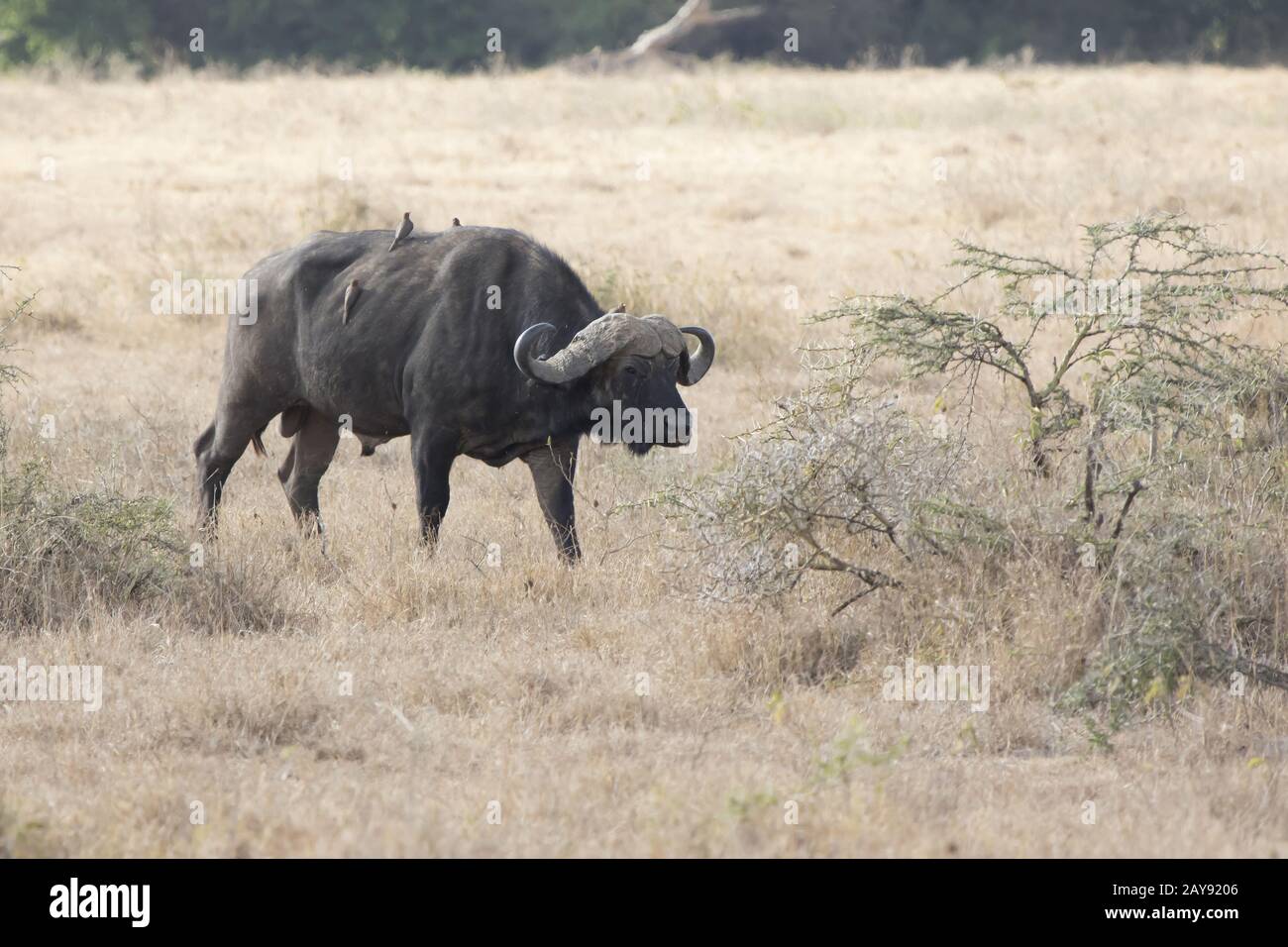 male African Buffalo that walks through the tall dry African savannah ...