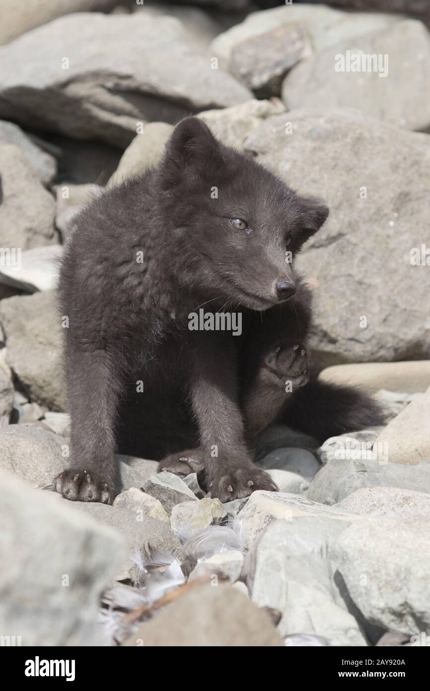 Puppy Commanders blue arctic fox that scratches itself behind the ear ...