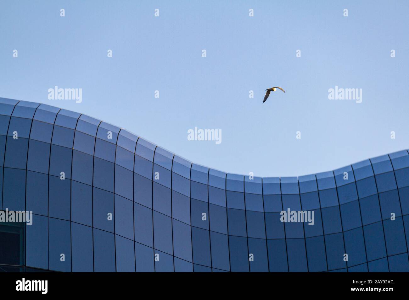 Seagull flying over the Sage Gateshead concert hall Stock Photo - Alamy