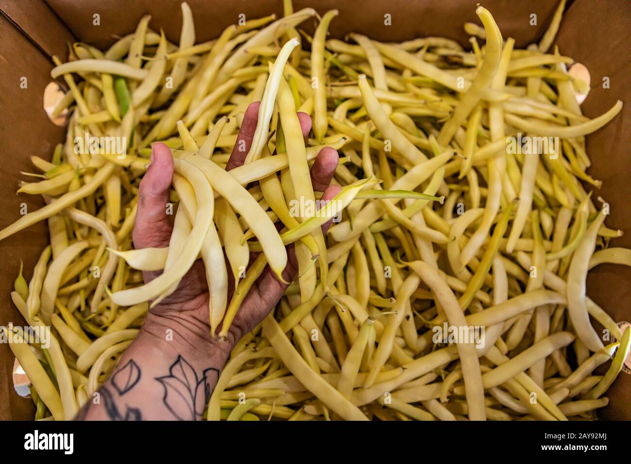 Hand grabbing a handful of yellow green beans from a cardboard box ...