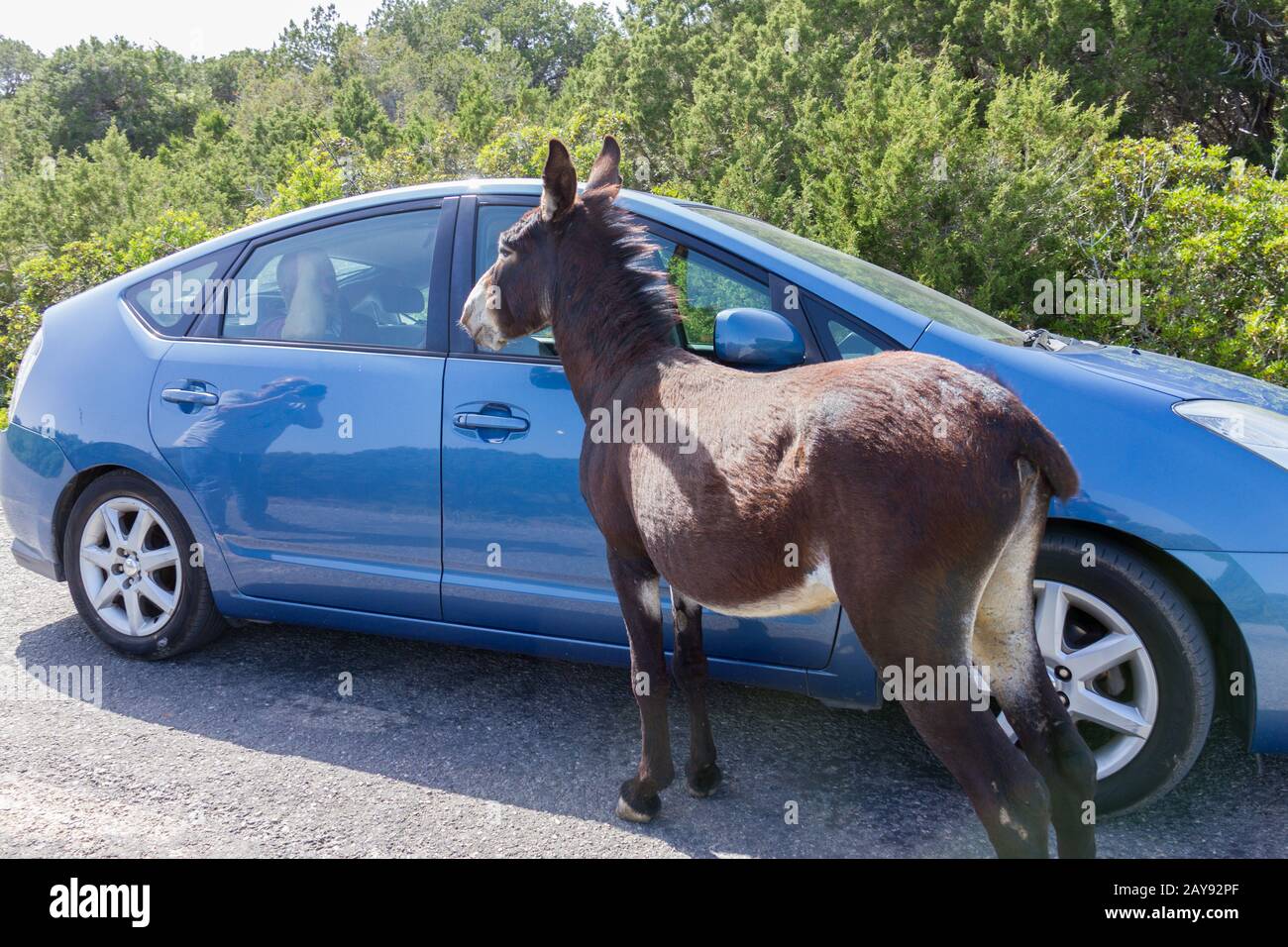 Apostolos karpas hi-res stock photography and images - Alamy