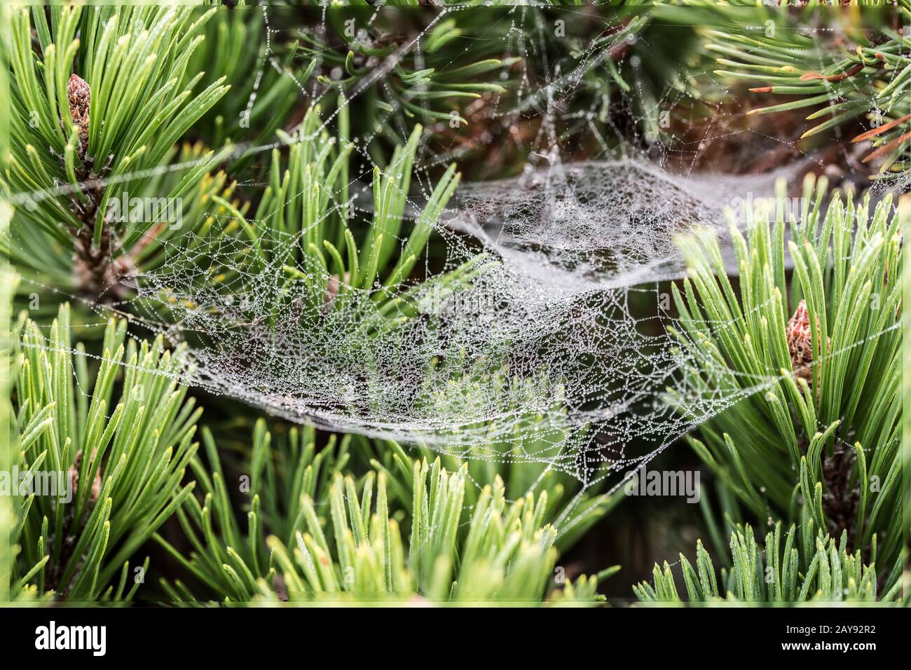 Spider net hi-res stock photography and images - Alamy
