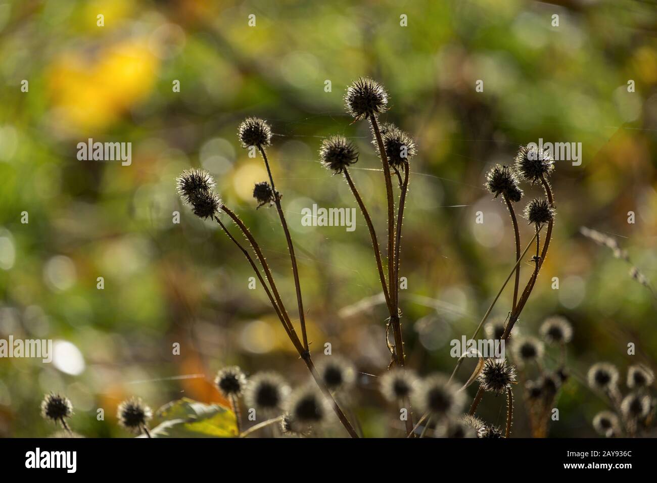 Dried burdock ring thistle (Carduus personata Stock Photo - Alamy