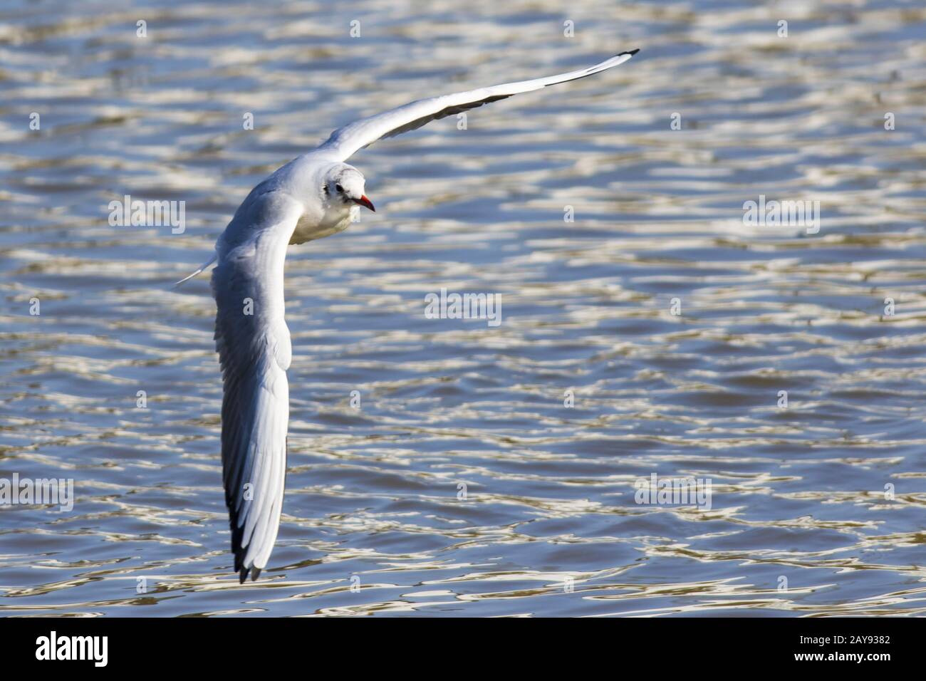 Mire crow (Larus ridibundus Stock Photo - Alamy
