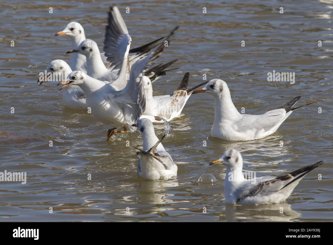 Mire crow (Larus ridibundus Stock Photo - Alamy