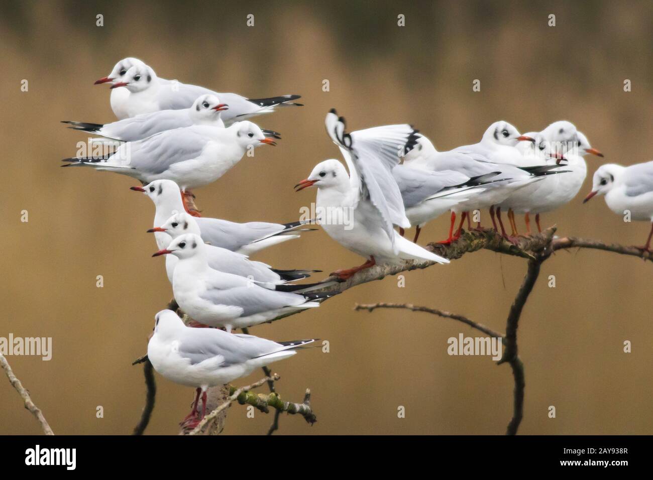 Mire crow (Larus ridibundus Stock Photo - Alamy