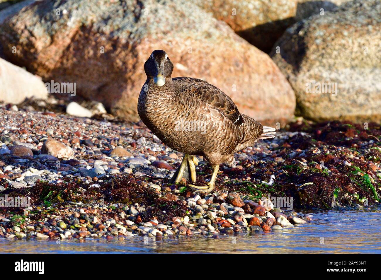 Eider duck feather hi-res stock photography and images - Alamy