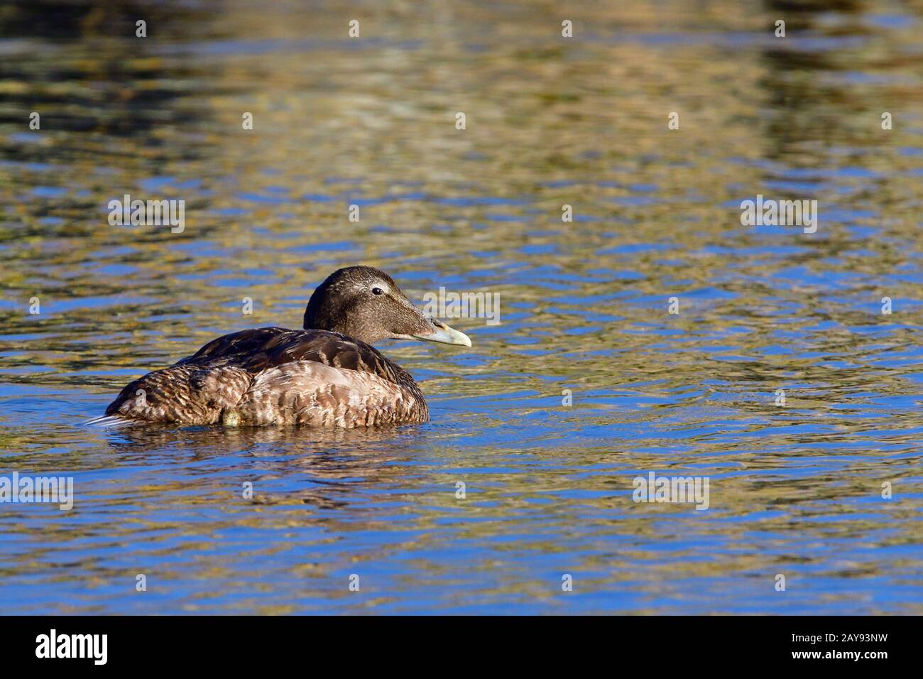 Portrait common eider duck hi-res stock photography and images - Alamy