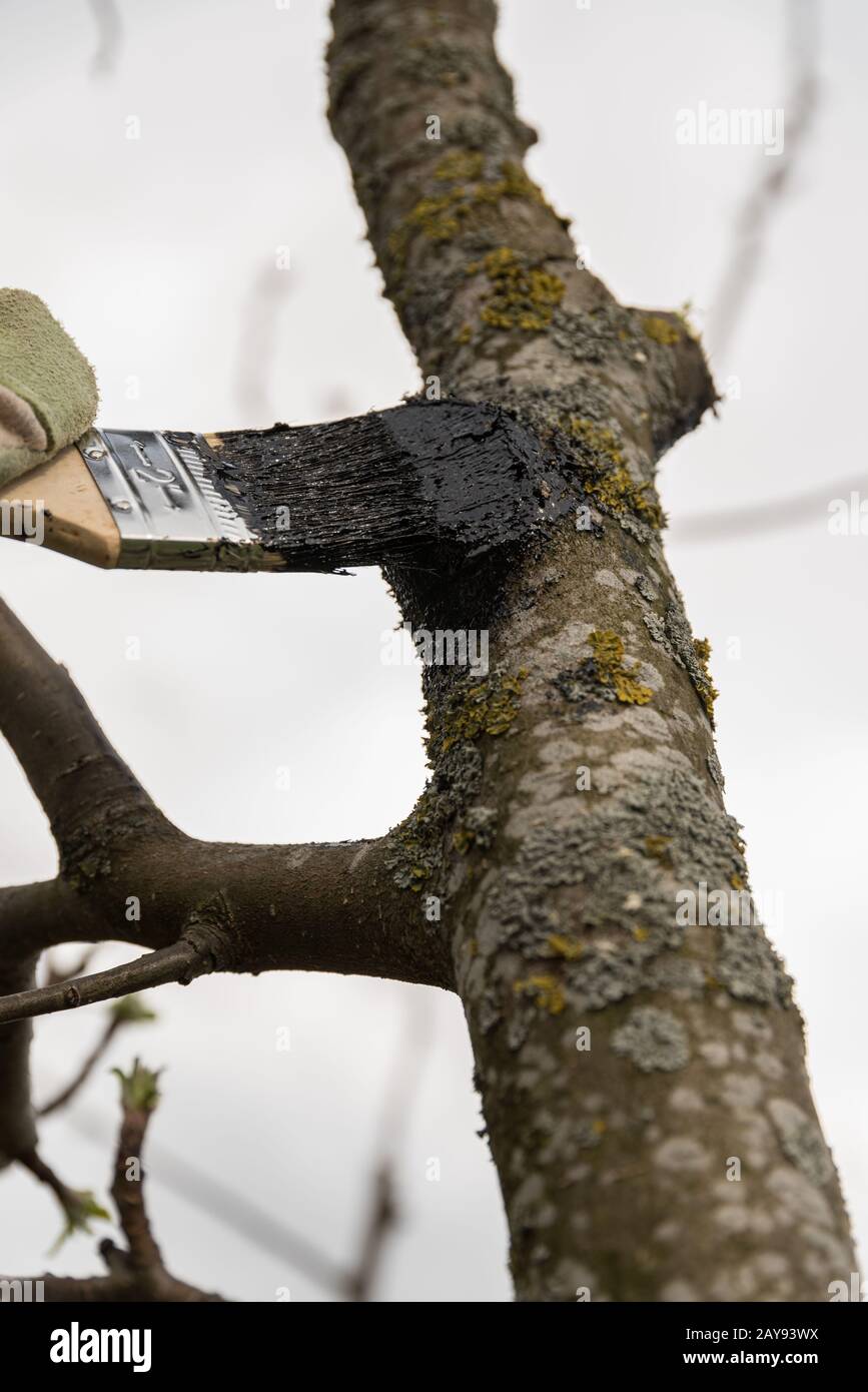 Spread with tree tar on the cut surface of a fruit tree - close-up ...