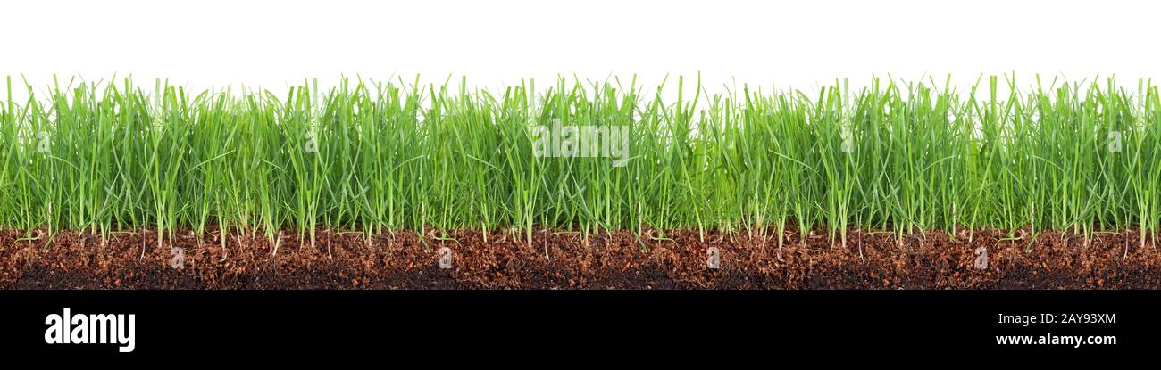 Cross-section of a green meadow isolated on white background Stock ...