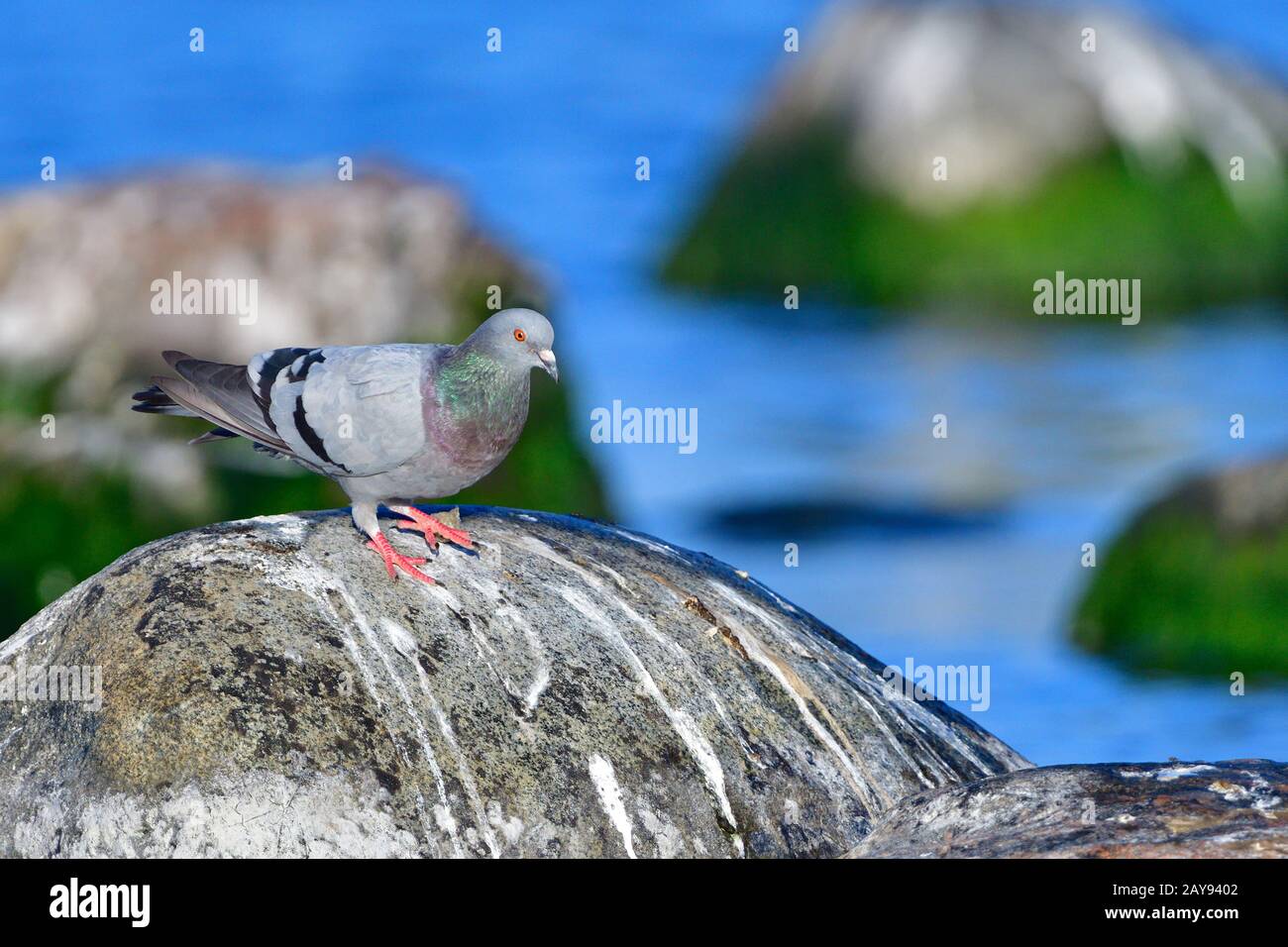 White rock pigeon hi-res stock photography and images - Alamy