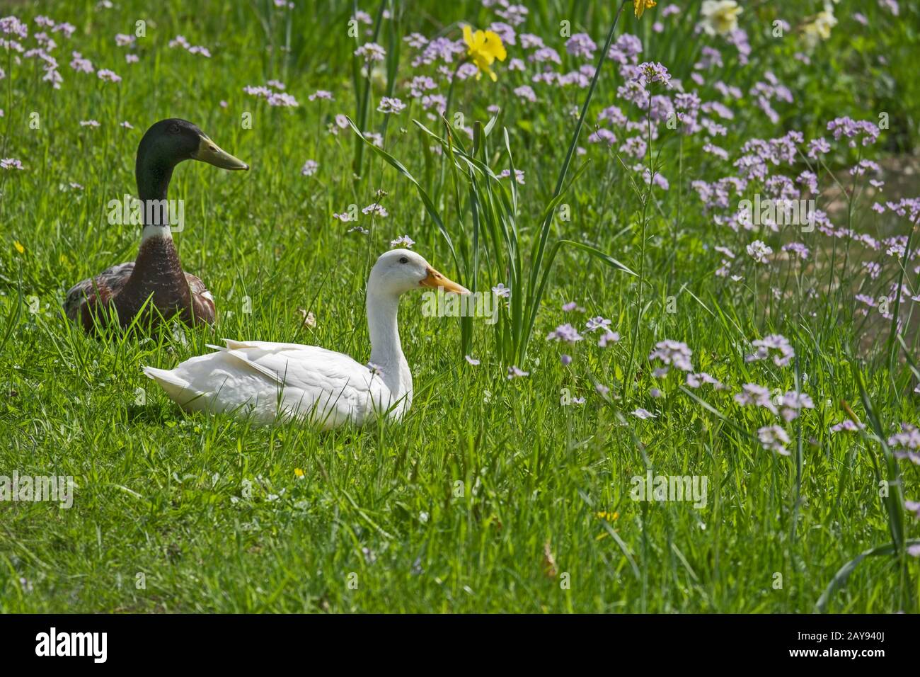 Ducks on a spring meadow Stock Photo - Alamy