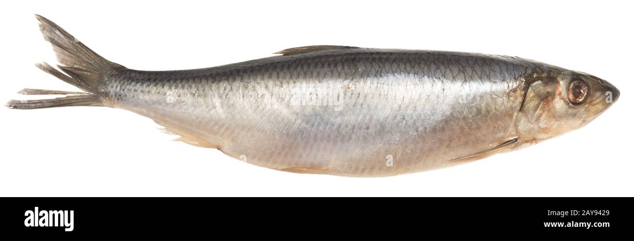 Herring underwater hi-res stock photography and images - Alamy