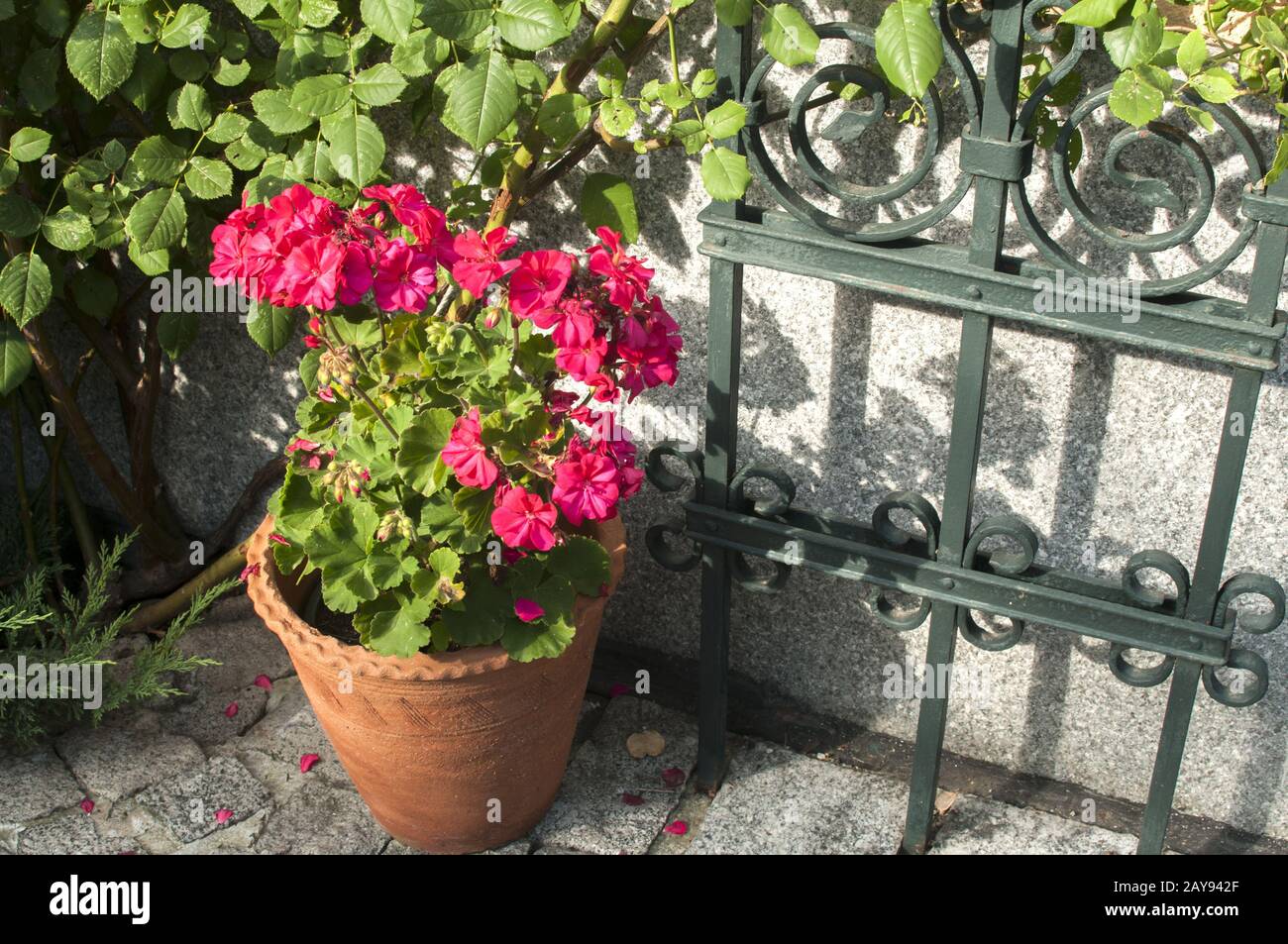 Common geraniu hi-res stock photography and images - Alamy