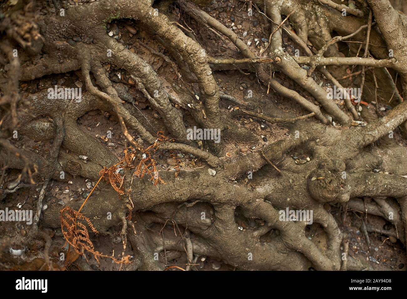 Urban tree roots hi-res stock photography and images - Alamy