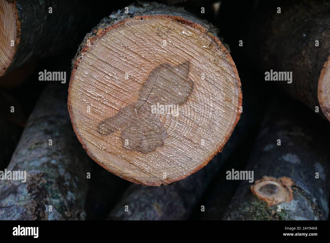 Ash plate hi-res stock photography and images - Alamy