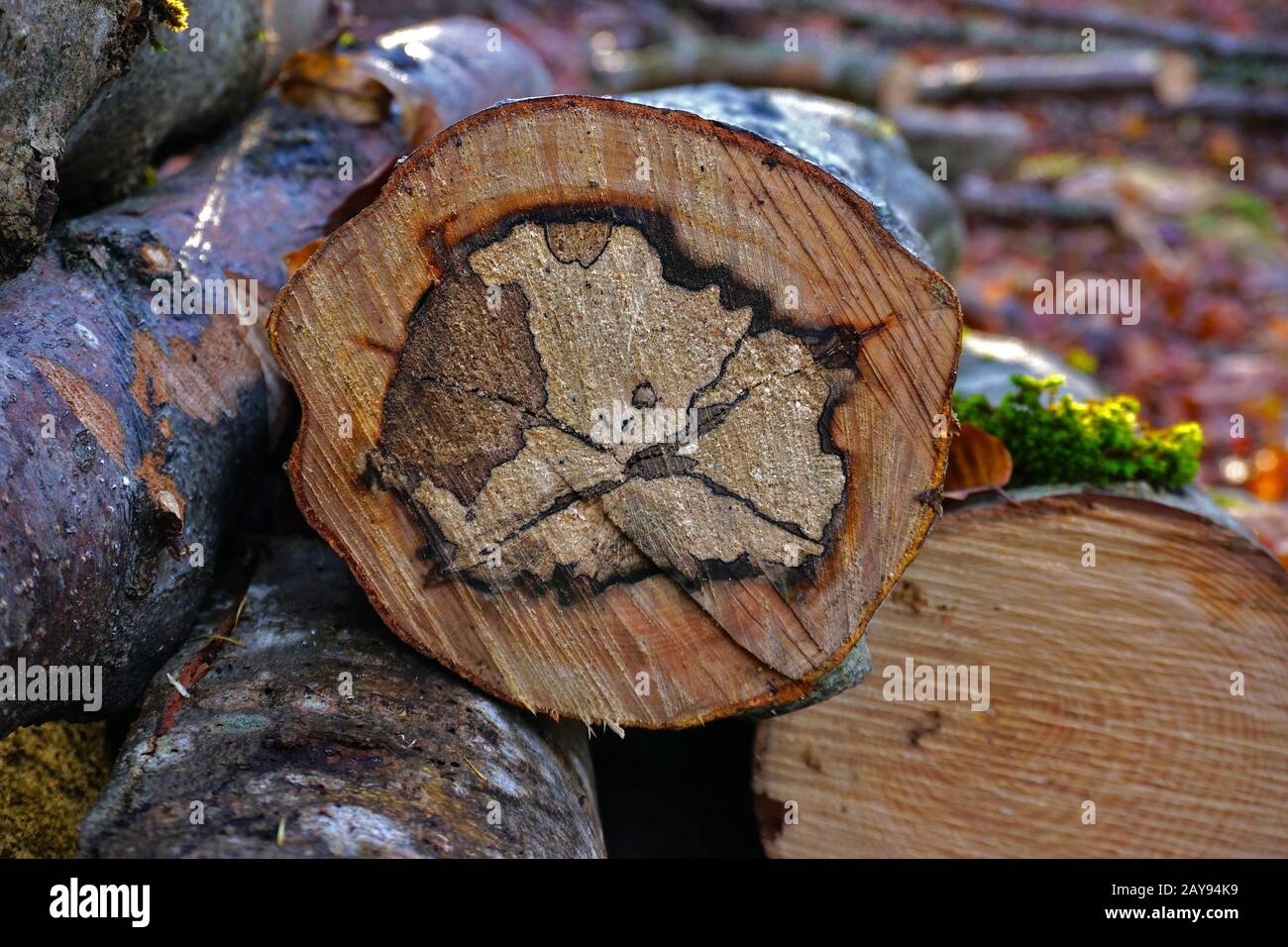 tree pit, from a common beech Stock Photo - Alamy