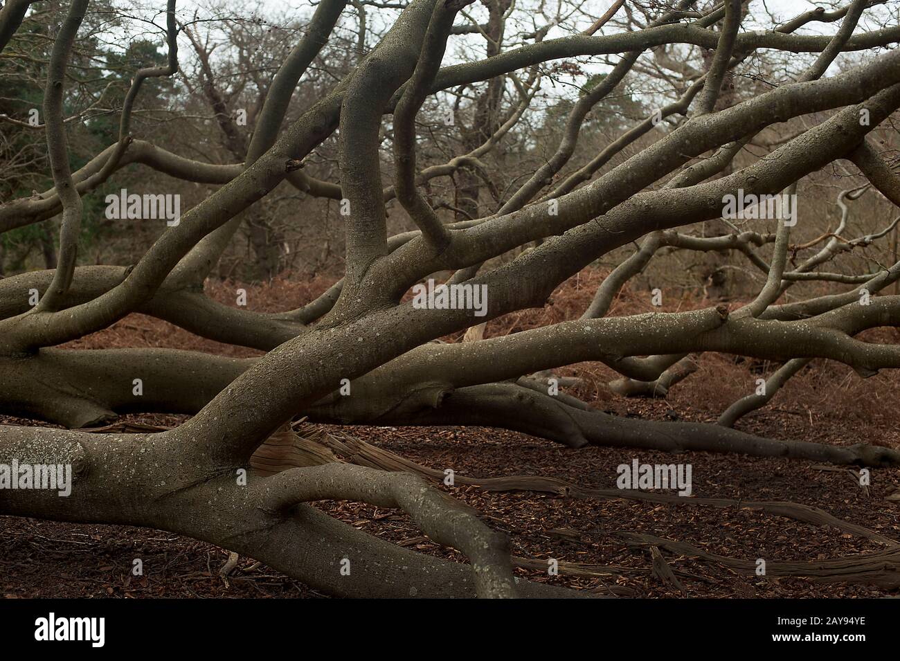 Dead deciduous tree hi-res stock photography and images - Alamy