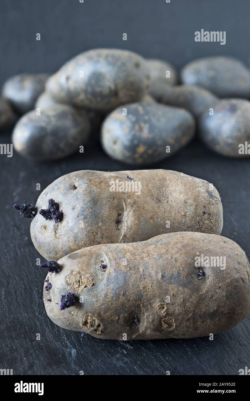 Blue congo potato hi-res stock photography and images - Alamy