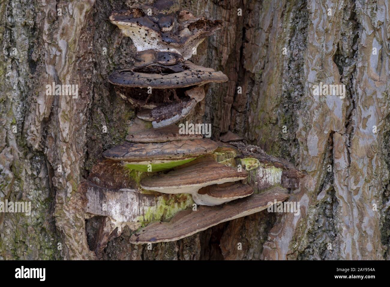 Tree fungi hi-res stock photography and images - Alamy