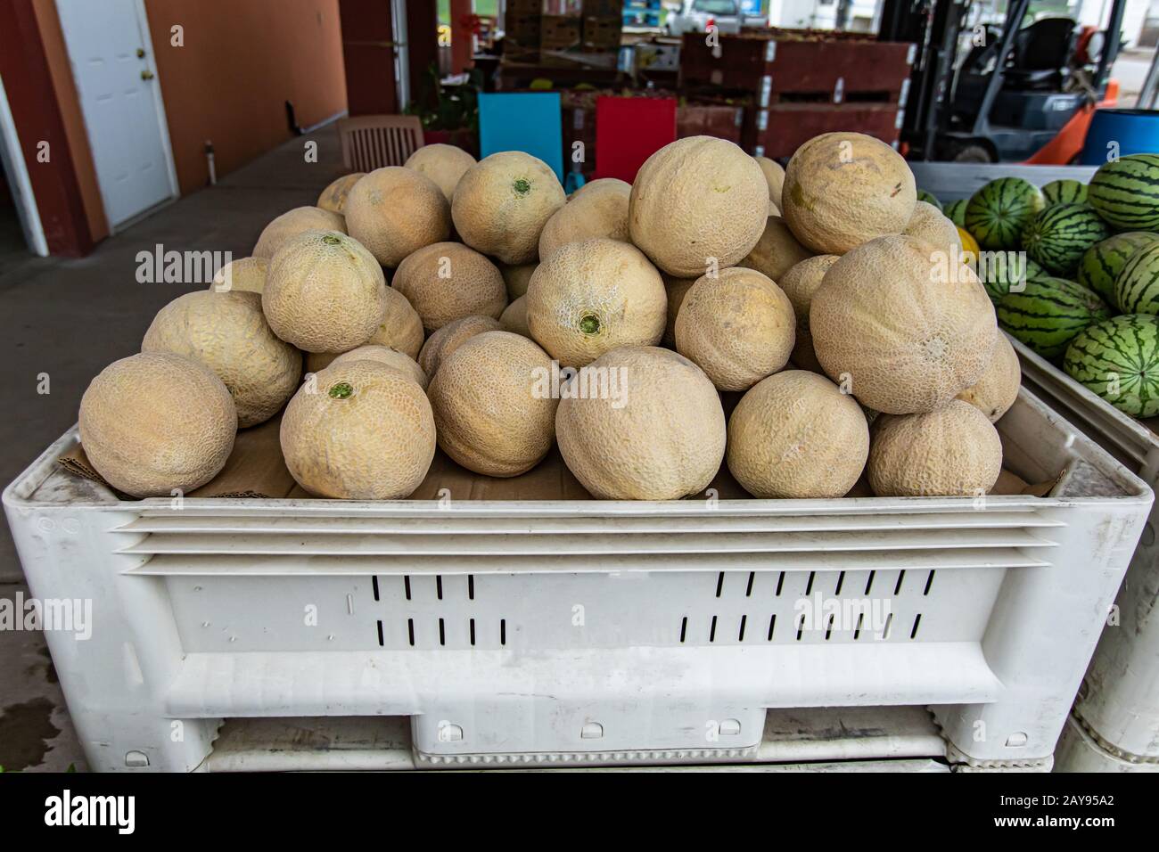 Big plastic container filled with fresh, round melons with thick peel ...