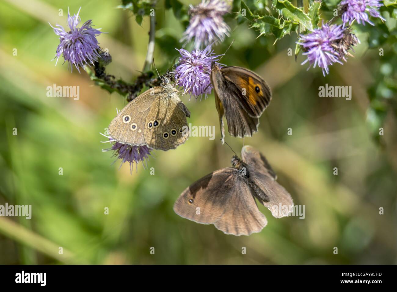 Flying white butterfly in front of blurred green background with copy ...