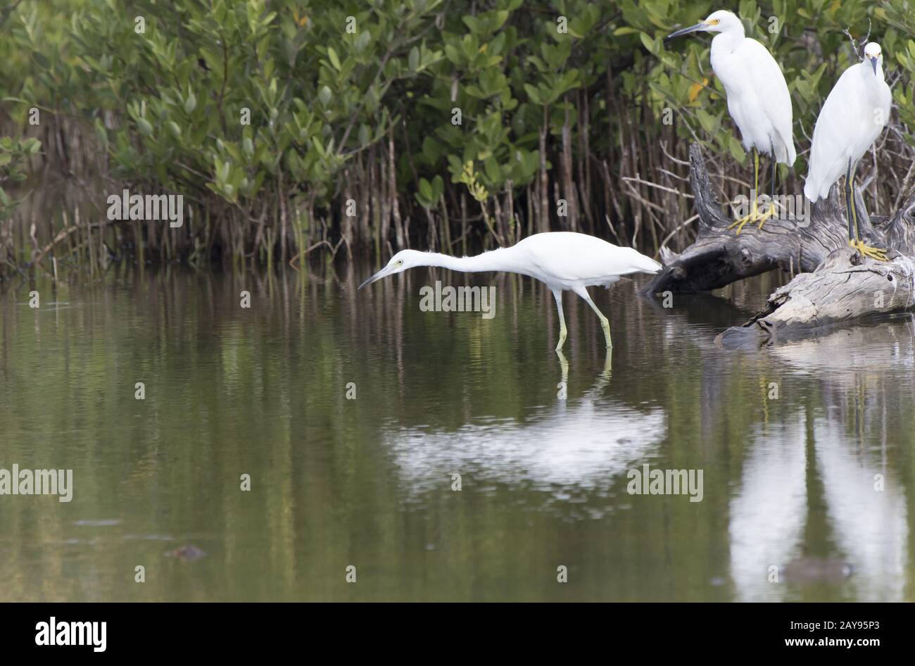 white morph little blue heron that hunts in shallow water in mangroves ...