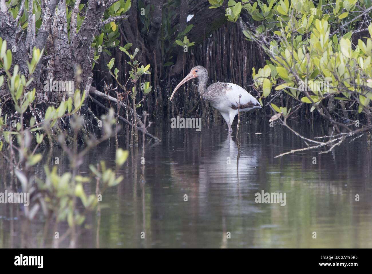young American white ibis that walks in the shallow water of mangroves ...