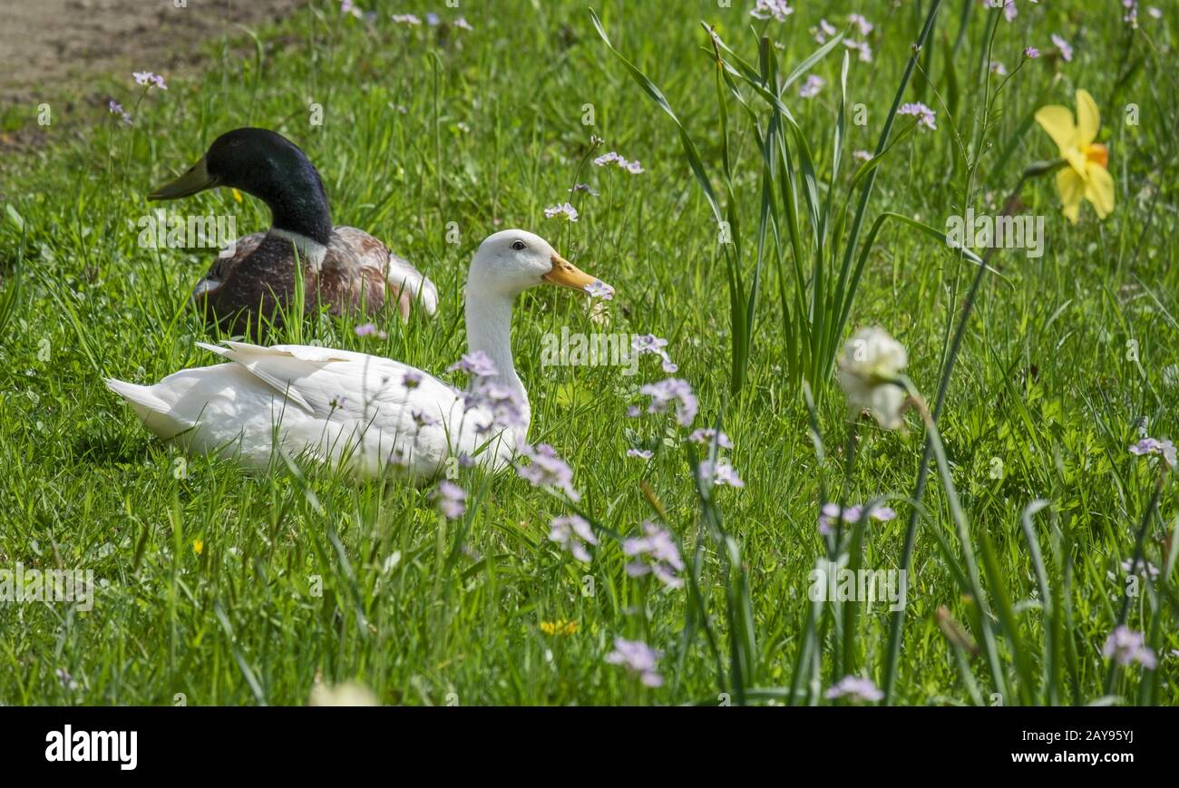 Ducks on a spring meadow Stock Photo - Alamy