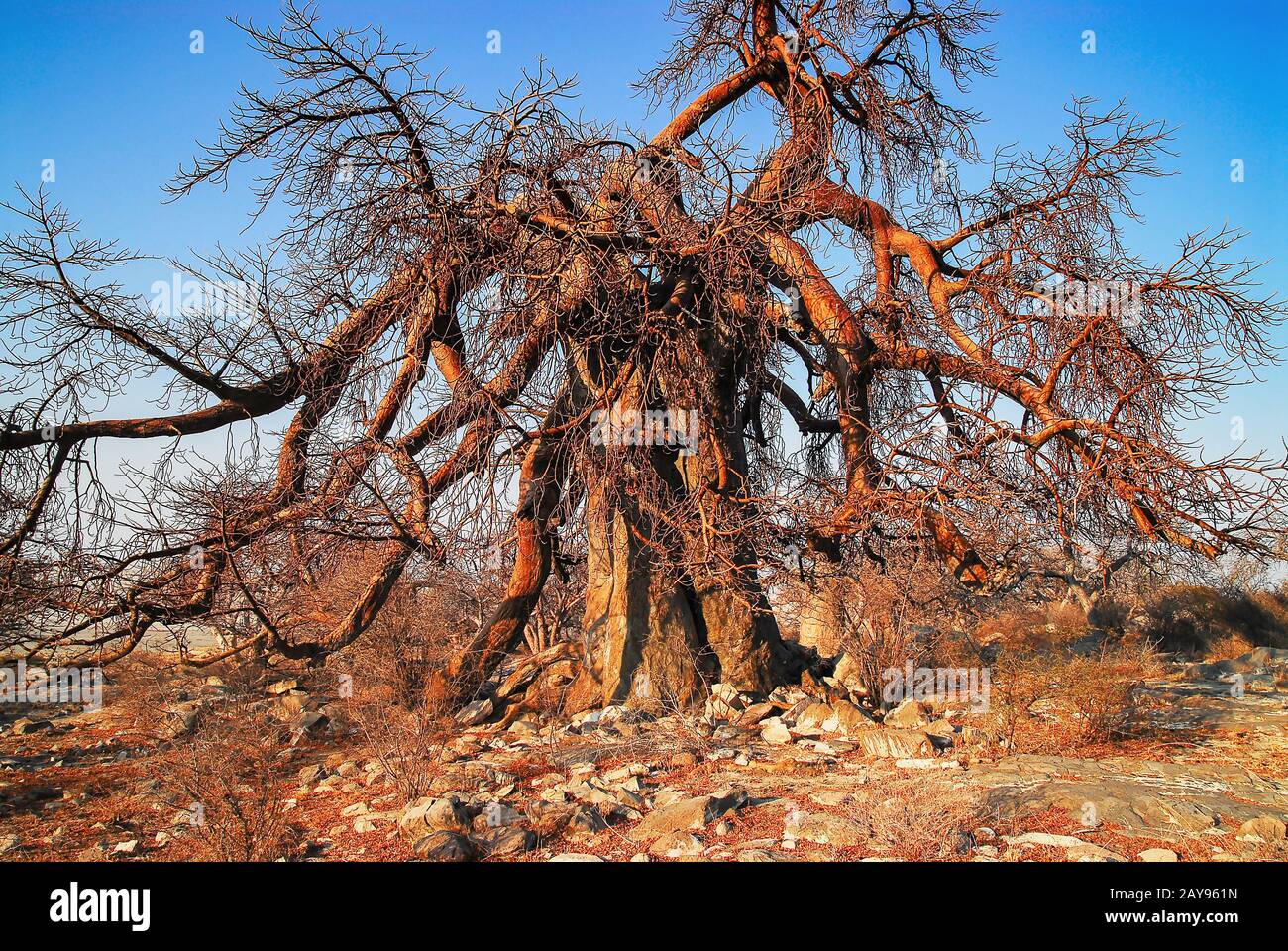 Baobab African baobab tree in Zimbabwe South Africa Stock Photo - Alamy