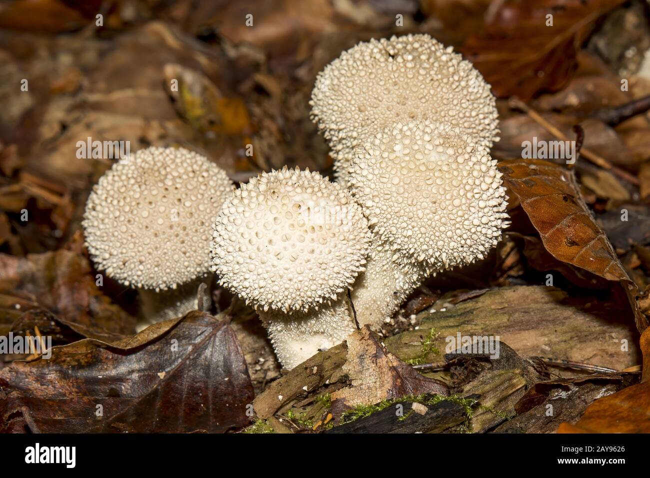 Lycoperdon Gemmatum High Resolution Stock Photography and Images - Alamy