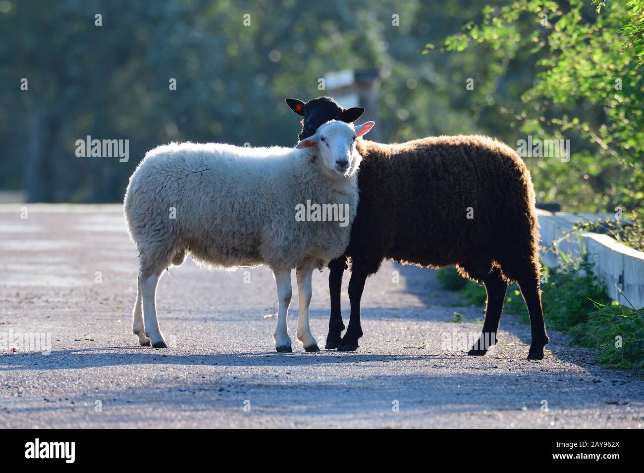 2 sheep on a road Stock Photo - Alamy