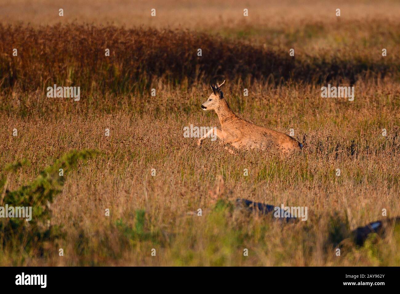 Roebuck run hi-res stock photography and images - Alamy
