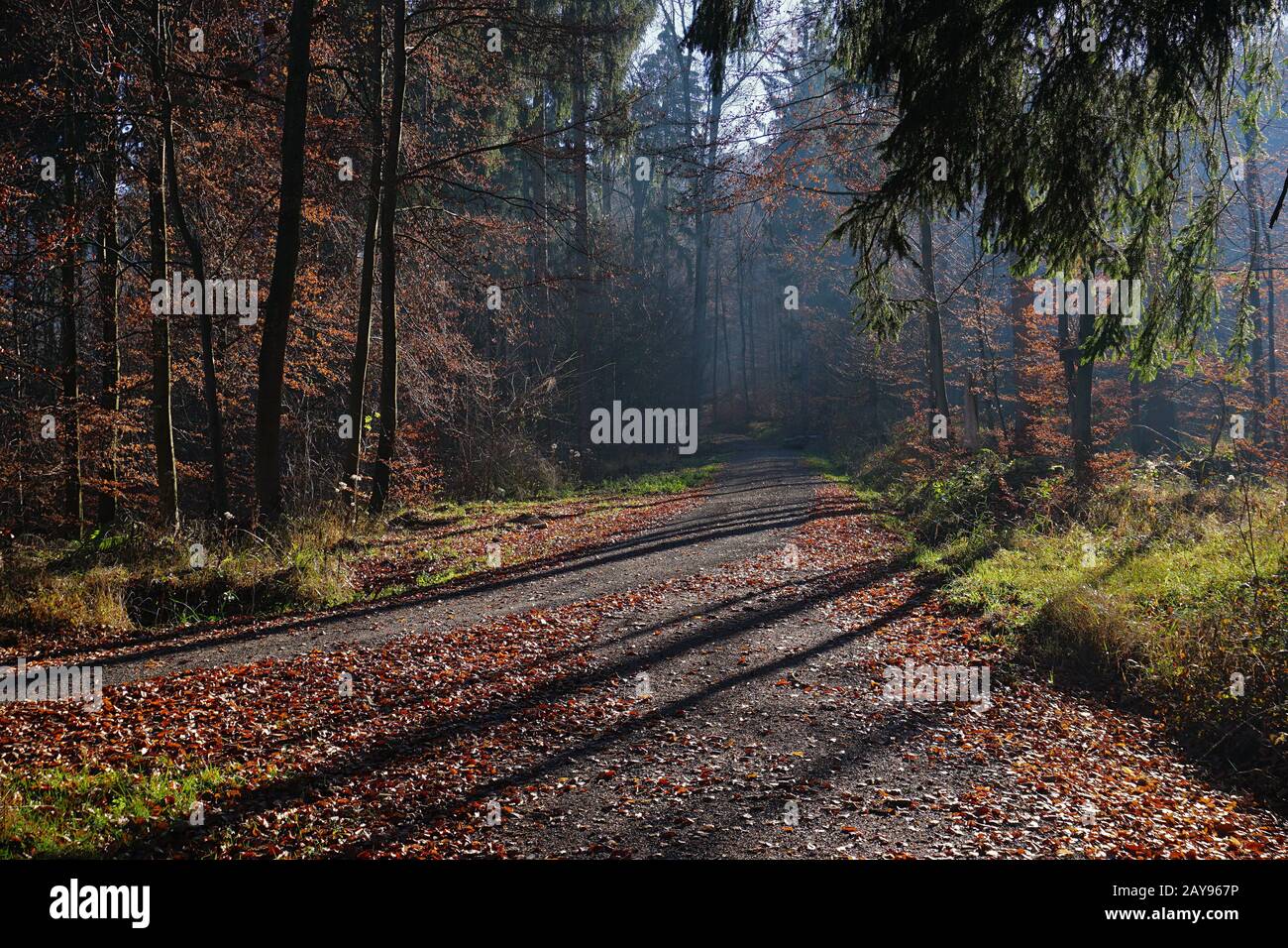 Lighting mood in the autumn forest Stock Photo - Alamy