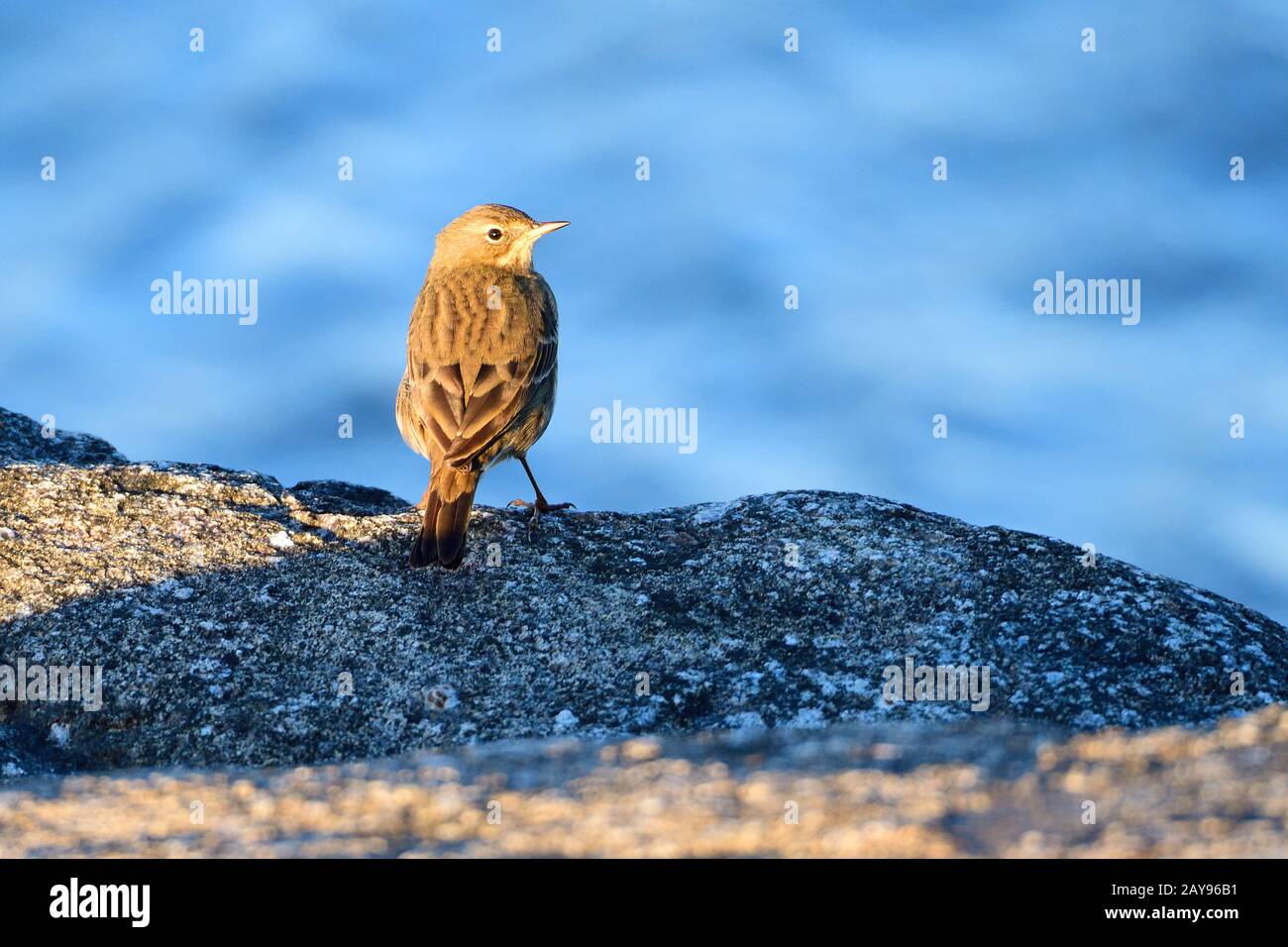 Water pipit natural habitat hi-res stock photography and images - Alamy